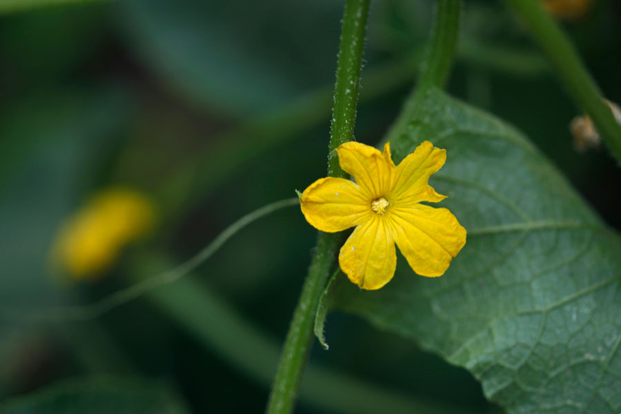 Reproduction is key to great cucumbers | News, Sports, Jobs - The ...